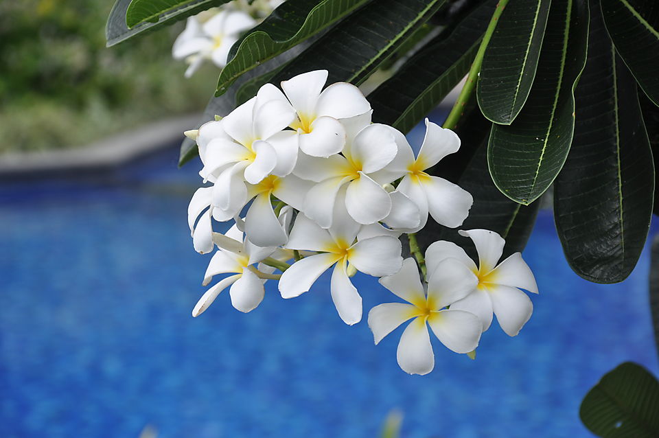 Araliya - the Temple Tree, Sri Lanka | The Cultural Me