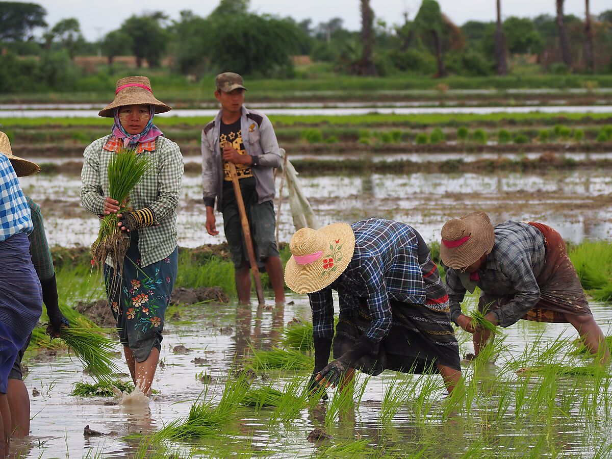Rice Farming and the Collectivist Impulse in Southern China | The ...